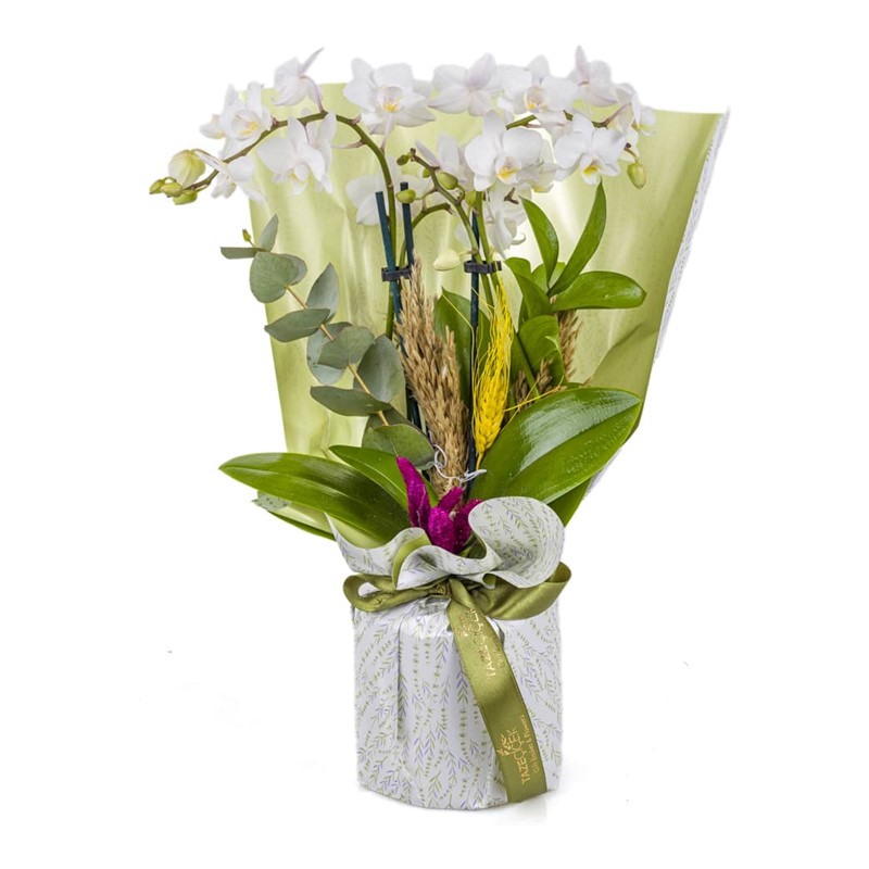 Becrux Midi Orkide I Taze Çiçek