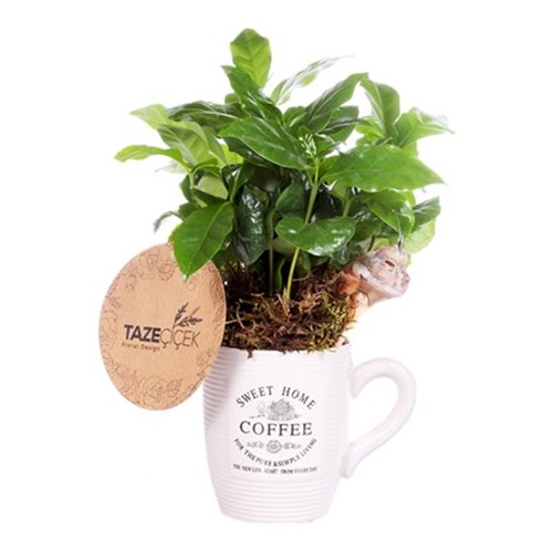 I Want Coffee | Taze Çiçek