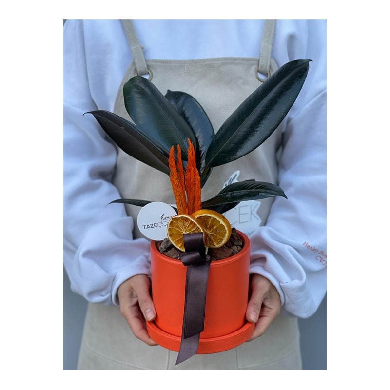 Kauçuk Ağacı Ficus Elastica Orange | Taze Çiçek