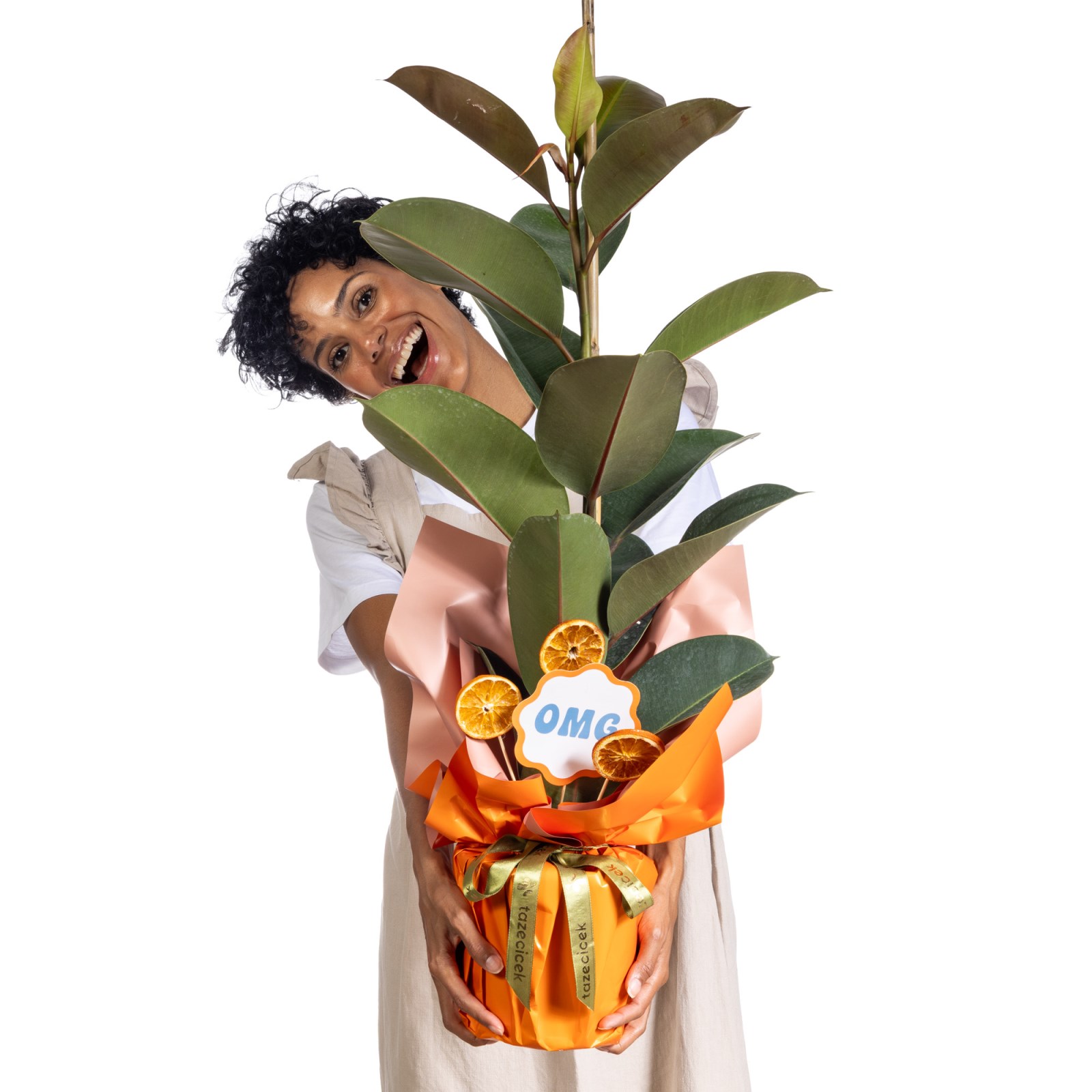 OMG Green Glory Kauçuk Bitkisi | Taze Çiçek