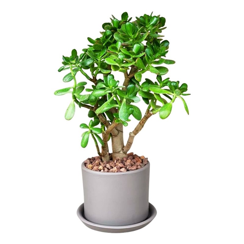 Big Big Para Şans Çiçeği | Taze Çiçek