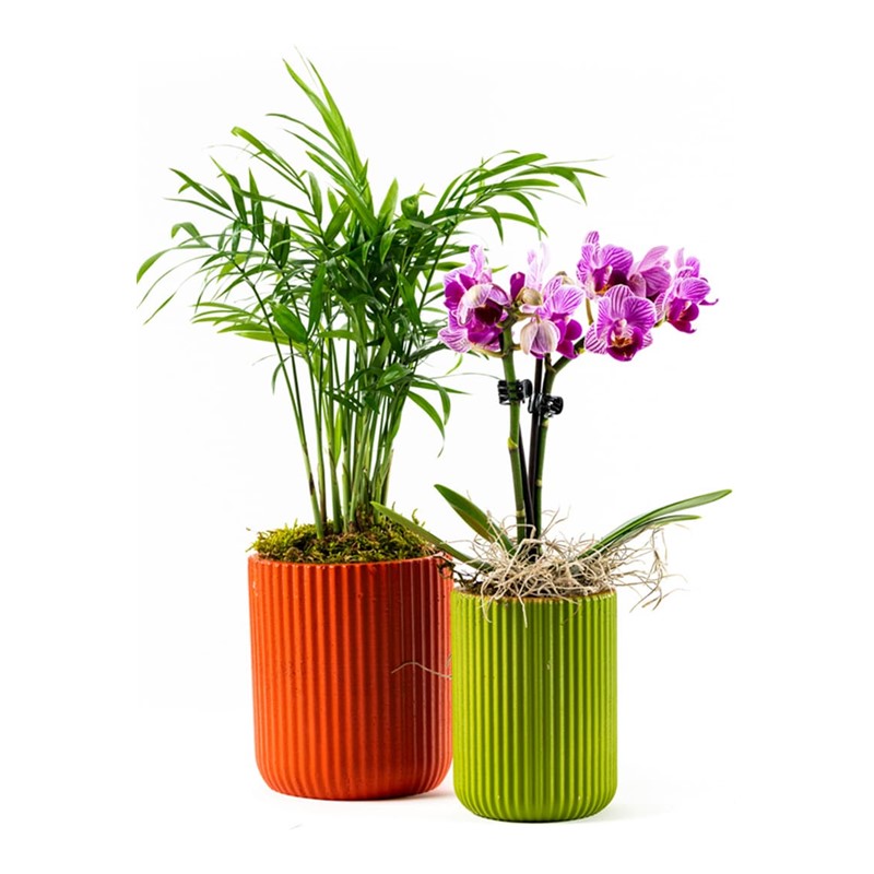 Summer Citrus & Happy Orkide | Taze Çiçek