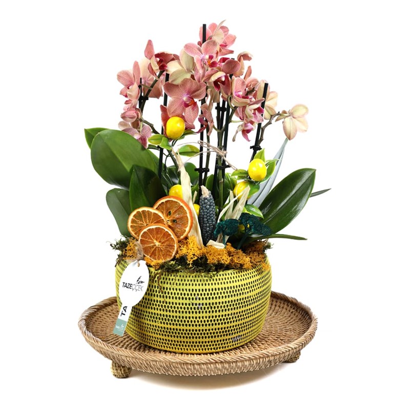 Tiger Claw & Tiger Orchid | Taze Çiçek