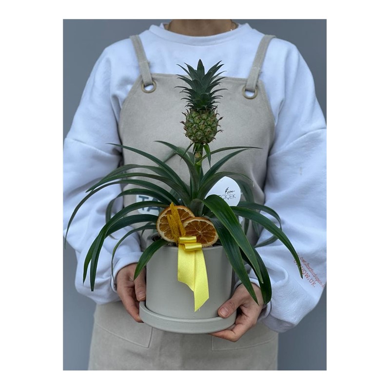 Tropikal Ananas Plant | Taze Çiçek