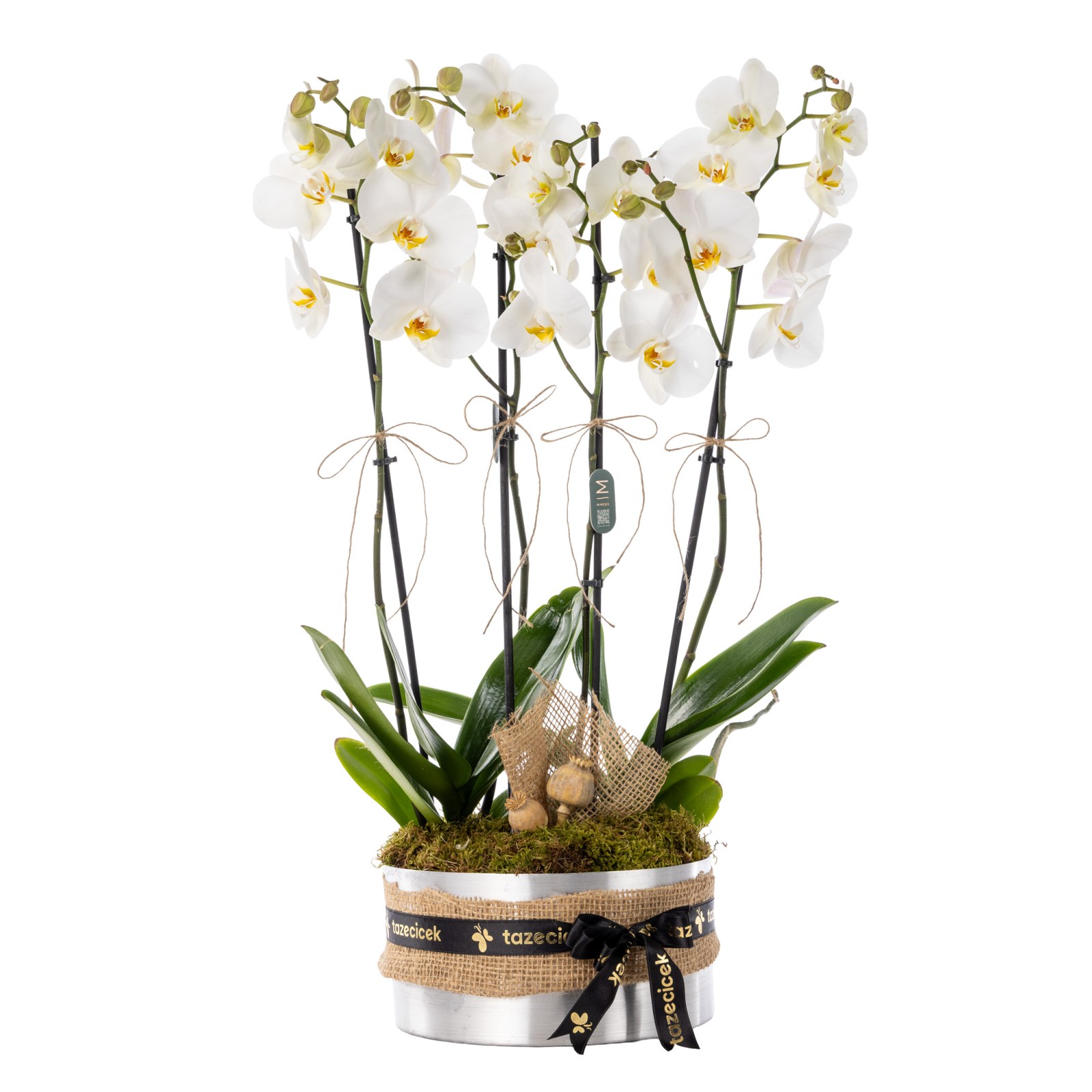 Violet Copper 4 Dal Orkide | Taze Çiçek